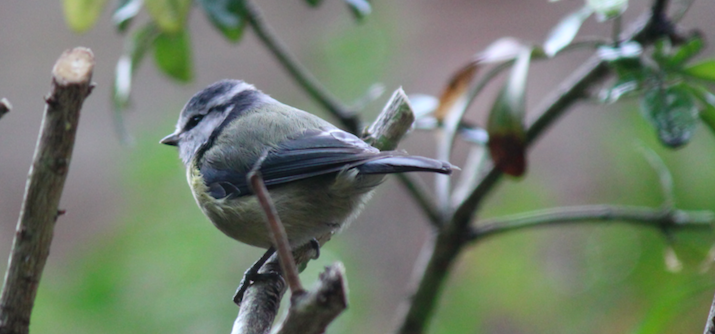 RSPB Bird Watch this weekend! | Friends of Queen's Park Gardens